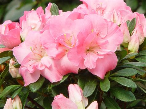 Rosali Azalea Di Gand
