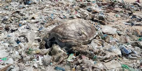 Penyu Hijau Berukuran Besar Mati Di Tumpukan Sampah Plastik Pantai