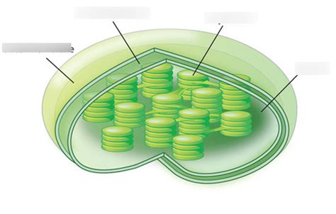 Ap Bio Unit 3 Diagram Quizlet