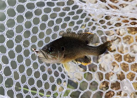 Is This A Blue Gill Caught And Released In A Lake In Middle Tennessee