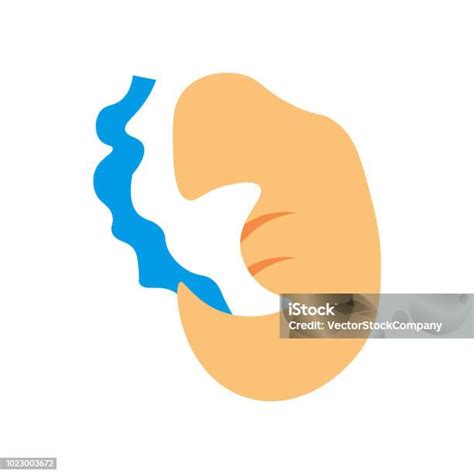 배아 아이콘 벡터 기호와 기호 흰색 배경 배아 로고 개념에 고립 0명에 대한 스톡 벡터 아트 및 기타 이미지 0명 개발 건강관리와 의술 Istock