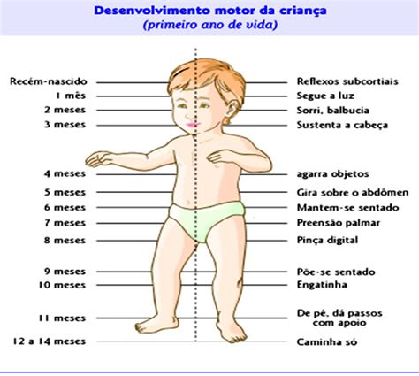 Desenvolvimento Do Bebe Mes A Mes Gestação Bebê