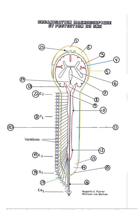 Anatomie Et Protection Du Snc Diagram Quizlet