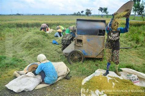 Genjot PDB Indonesia Andalkan Sektor Pertanian