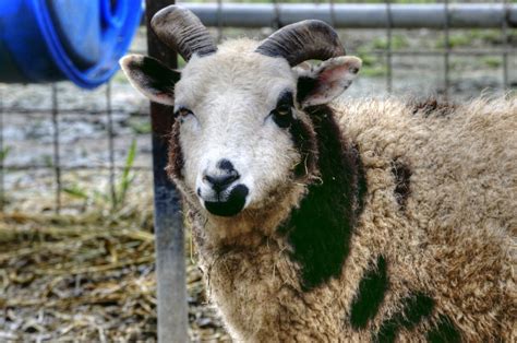 Male Ram Free Stock Photo Public Domain Pictures