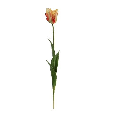 Parkiet Tulp 68 Cm Geel Rood Groen Flowerdutchess