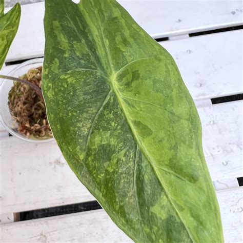 Khk 12 超レアalocasia Longiloba Variegatedアロカシア ロンギロバ斑入りモンステラ フィロデンドロン