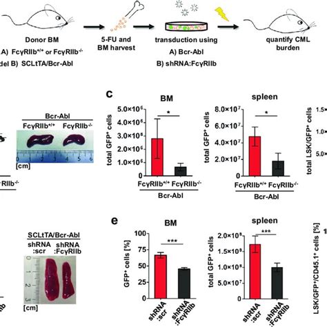 Fcγriib Mediates Malignant Btk Activation In Bcr Ablpositive Cells A