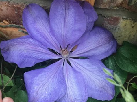 Clematis Ultimate Growing And Pruning Guide Garden Ninja Lee Burkhill