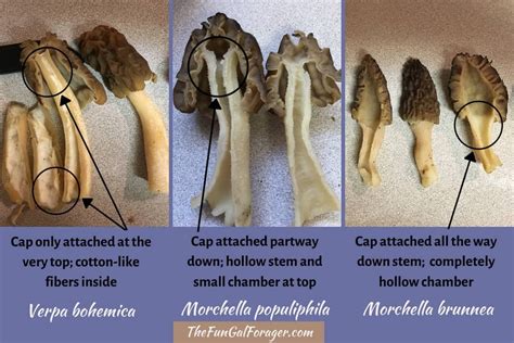 Morel