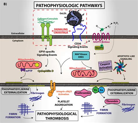 Cd36 Signaling In Vascular Redox Stress Abstract Europe Pmc