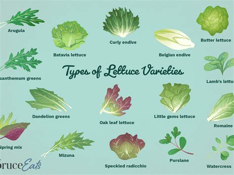 Types Of Lettuce Different Varieties Of Lettuce