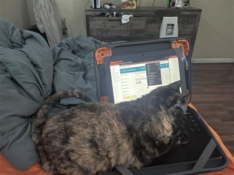 My Bb Just Got Diabetes 😿 Rtorties