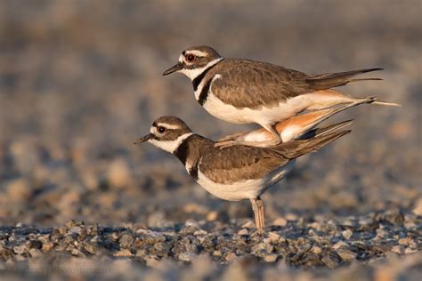 Killdeer Nesting Season 2018 Muhammad Faizan