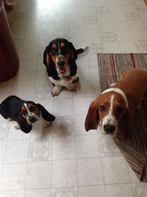 Basset Hound Puppies Basset Hound World