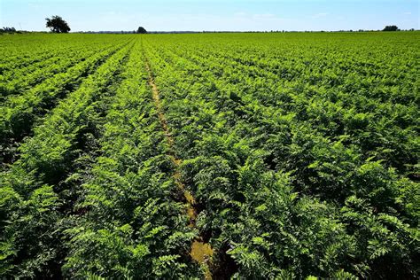 Biostimulants The Importance Of Using Quality Products Ausveg
