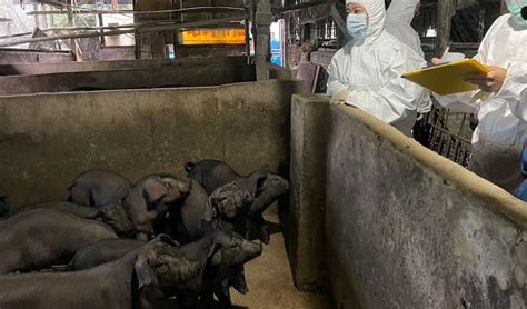 國際非洲豬瘟疫情延燒 新北動保處加強訪視126場養豬場 Ettoday寵物雲 Ettoday新聞雲