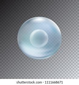 Cell Isolated On Transparent Background Realistic Stock Vector Royalty Free