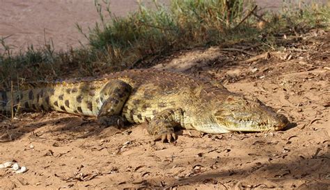 Safari Kenya Februar 2017 Teil 4