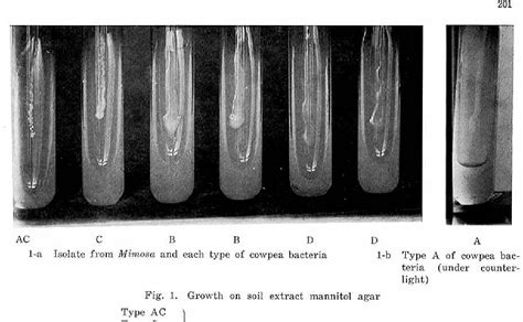 Figure From Root Nodule Bacteria Of Tropical Legumes Semantic Scholar