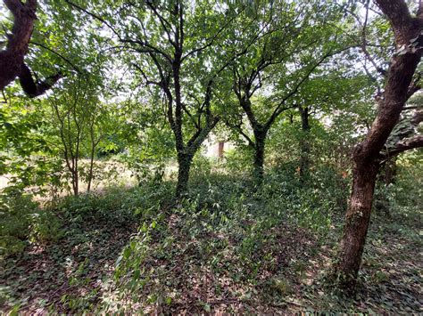 Trentino Trova Il Corpo Di Un Cacciatore Morto Nel Bosco E Poi Si Toglie La Vita Ha Lasciato