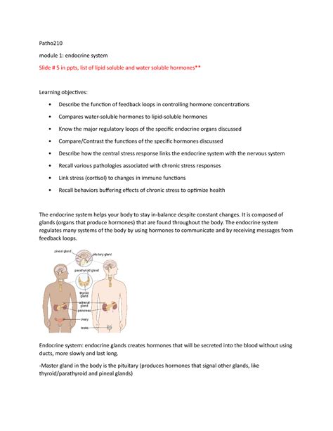 Patho 210 Module 1 Notes 2 Patho Module 1 Endocrine System Slide 5
