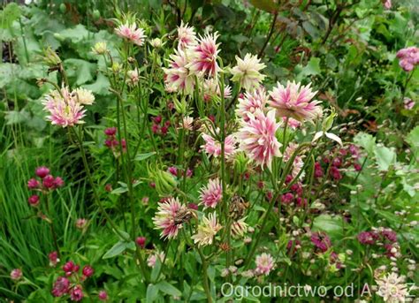 Orliki Kwiaty Nie Tylko Na Rabaty Inspirowane Natur Az Ogrodnictwo