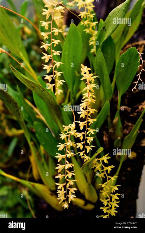 Variable Maxillaria Maxillaria Variabilis Is An Orchid Native To Central And North America