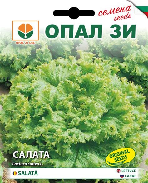 Салата Джентилина Дворът БГ