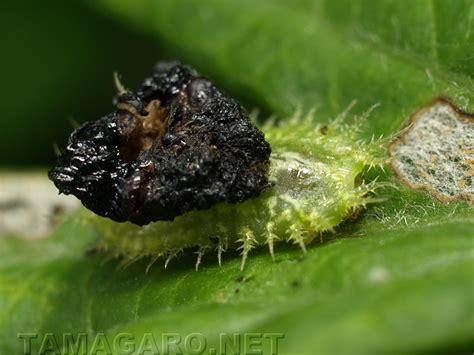 多摩の生き物たち ヒメジンガサハムシの幼虫