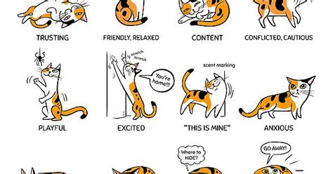 Cat Language Album On Imgur