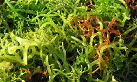 Kandungan Gizi Dan Komposisi Dari Rumput Laut Agar Organisasi Asgar