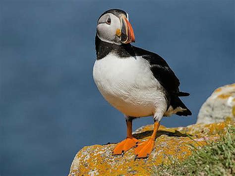 Most Beautiful Birds In The World With Pictures Top 14