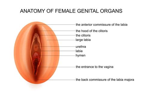 Get To Know Your Vulva FemSculpt Cosmetic Gynecology