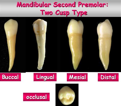 Opiniones De Diente Premolar