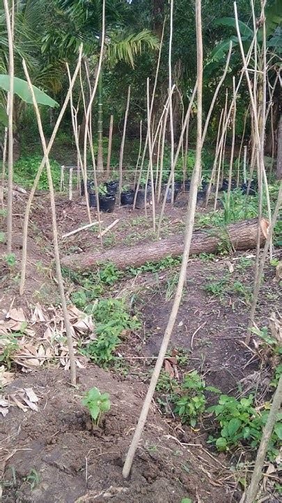 පොලොන් මැ වගාව Youtube