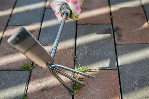 A Gardener With An Iron Tool And A Hoe Is Cleaning Stone Tiles From