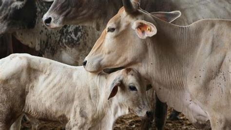 Suspected Cow Smugglers Allegedly Open Fire At Policemen In Delhis