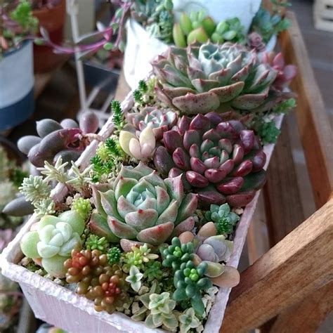 部屋全体no Green No Lifeサンルーム多肉植物多肉植物 寄せ植えなどのインテリア実例 2019 05 26 17