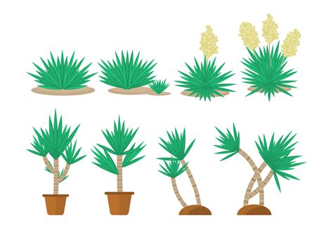 Free Yucca Plant Collections 143562 Vector Art At Vecteezy