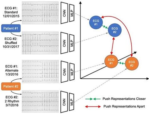 Atlas Wang On Linkedin Biometric Contrastive Learning For Data Efficient Deep Learning From