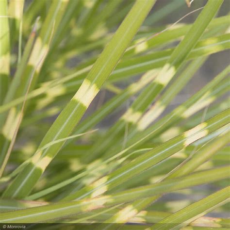 Miscanthus Grass Little Zebra Rogers Spring Hill Plant Database Rogers Spring Hill Plant