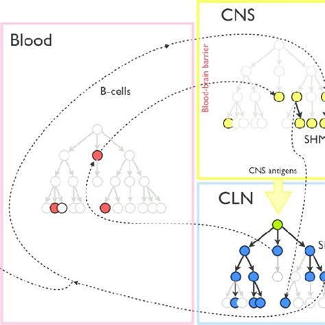 Schematic B‐cell Lineage Tree And Putative Migration Routes Lineage