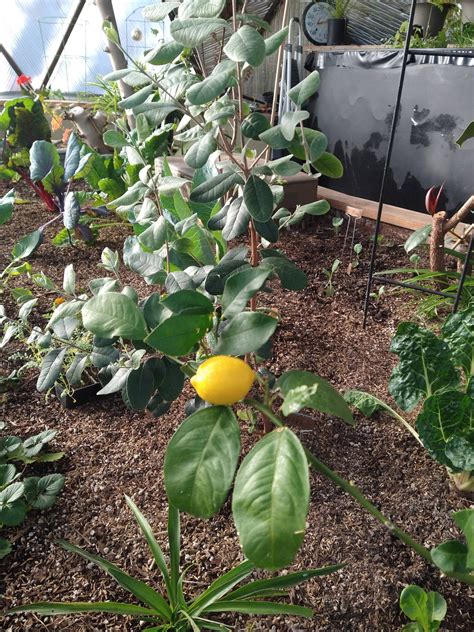 Growing Lemons Is Easy Peasy Lemon Squeeze Growing Spaces Greenhouses