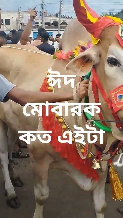 ঈদ মোবারক কোরবানির গরু Youtube