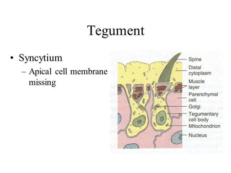 The Integumentary System Of Invertebrates Pptx