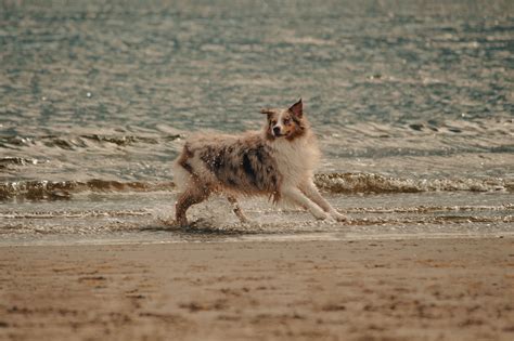 Is Tail Docking Ethical — Telltail