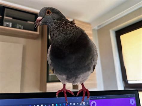 How To Tell If A Pigeon Is Male Or Female Pigeonhowcom