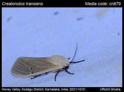 Creatonotos Transiens Moths