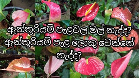 ඇන්තූරියම් පැළවල මල් නැද්ද ඇන්තූරියම් පැළ ඉක්මනින් ලොකු වෙන්නේ නැද්ද